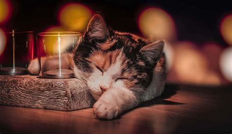 Fondos De Pantalla De Gatitos Salvajes Durmiendo 100 Imágenes De