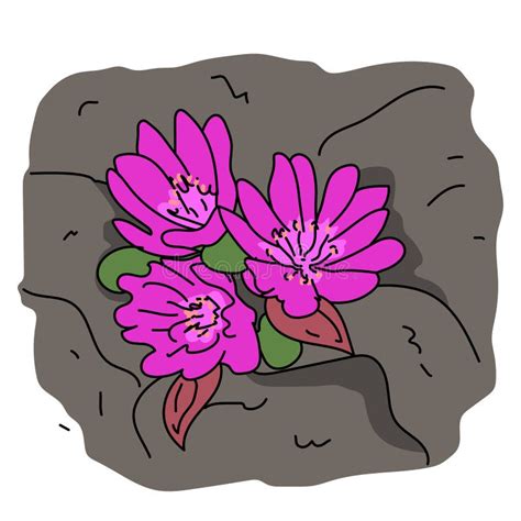 Bitterroot Blossom Stock Illustrations 5 Bitterroot Blossom Stock