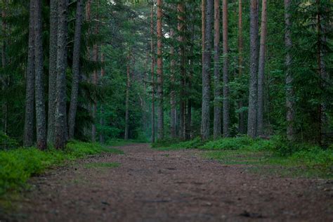 경치 고요한 고요함 광야 길 나무 나무가 우거진 길 나뭇잎 녹색 녹색 경로 녹색 숲 녹지 등산로 무성한 무성한 단풍 산길 산림 흔적 삼림