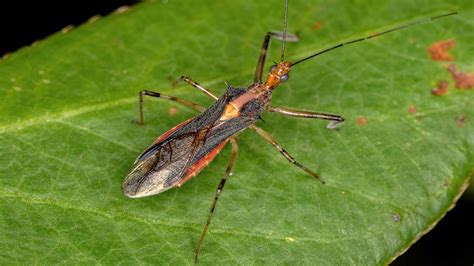 How To Get Rid Of Assassin Bugs