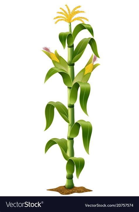 Corn Plant Royalty Free Vector Image Vectorstock