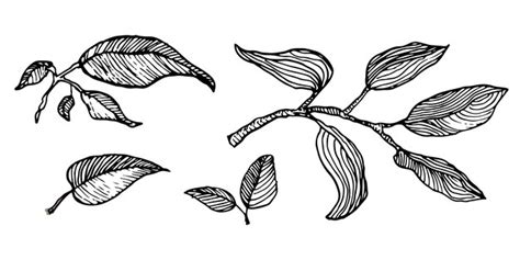 Premium Vector Branch Of A Tree With Leaves A Engraved Vintage Retro Line Art Graphic Style Set