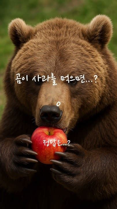 넌센스 퀴즈 곰이 사과를 먹으면 L 넌센스퀴즈 L Youtube