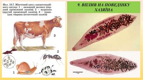 Організм як середовище мешкання презентация онлайн