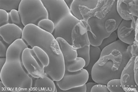 Mass Spectrometry Platform Research Infrastructure Mass Spectrometry Platform Research Infrastructure