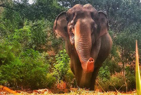 Thailand Animals