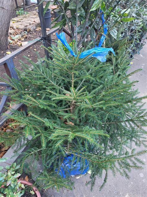 მიღებულია საახალწლო ნაძვები Flora Space • ფლორა სფეისი Facebook