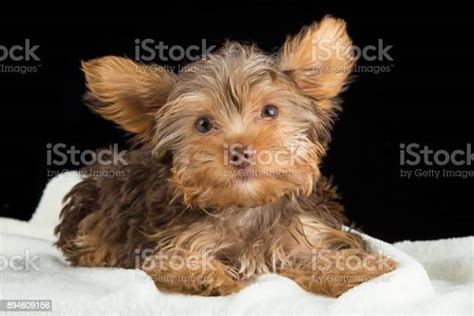 검은색에 흰색 담요의 침대에 귀여운 갈색 요크 셔 테리어 가축에 대한 스톡 사진 및 기타 이미지 가축 갈색 강아지 개 Istock