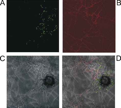 Localization Of Expression Of Mtda And Mpda In A Niger Uu A0765