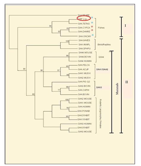 Maximum Parsimony Phylogenetic Tree The Phylogenetic Tree Was Download Scientific Diagram