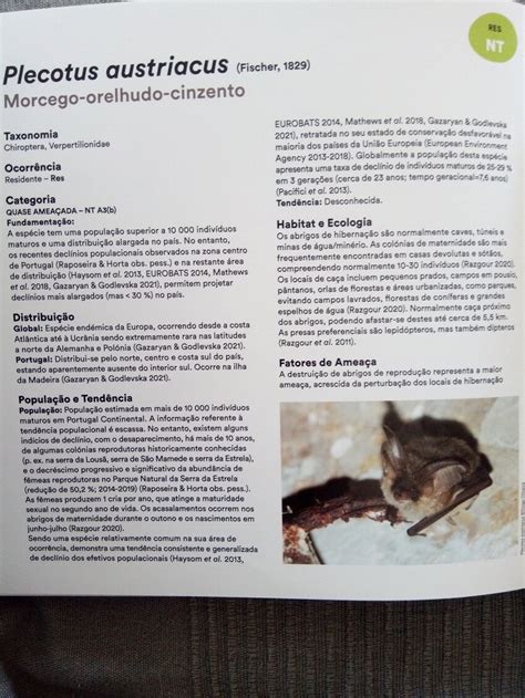 Pdf Plecotus Austriacus Fischer 1829 Morcego Orelhudo Cinzento