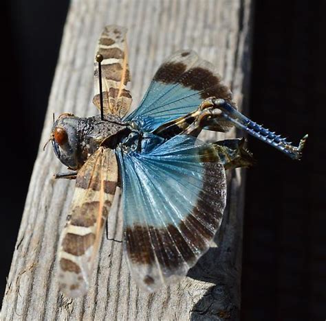 Blue Hindwing Grasshopper Leprus Bugguidenet