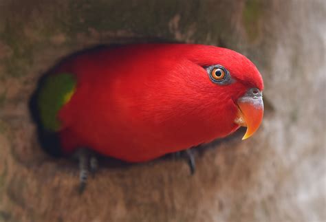 Red Parrot Portrait Wallpaperhd Birds Wallpapers4k Wallpapersimages