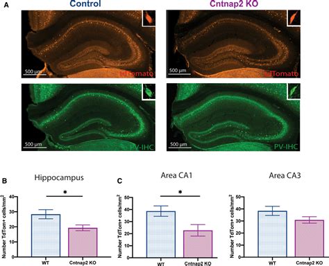 Hippocampal Gamma And Sharp Wave Ripple Oscillations Are Altered In A Cntnap2 Mouse Model Of