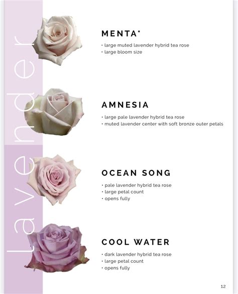 Types Of Roses And Purple Flower Arrangements