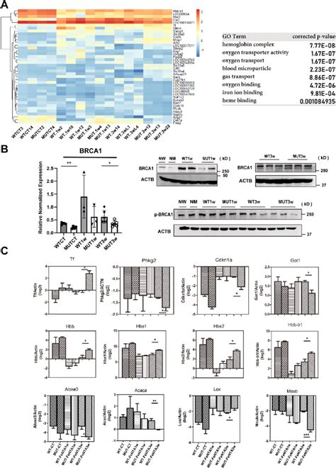 Expression Microarray Analysis At The Subacute Phase Of Fe Nta Induced