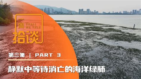 【一周拾谈】浅滩上渺小的海草 在静默中等待消亡的海洋绿肺【20230721 一周拾谈 第2季 第3集】 Youtube