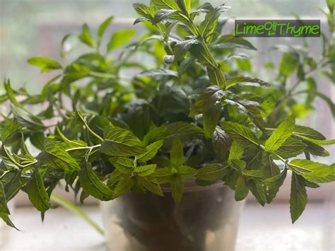 라임 민트 차청