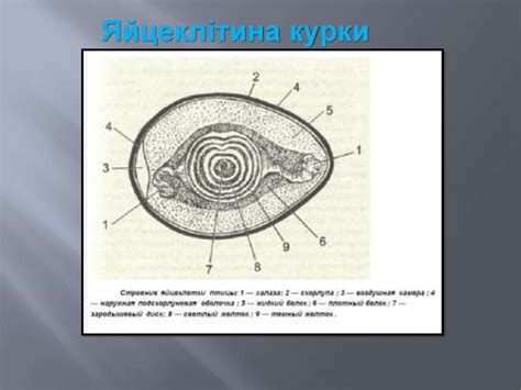 Будова й утворення статевих клітин презентация онлайн
