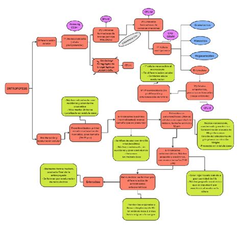 Esquema Formacion Eritrocitospdf