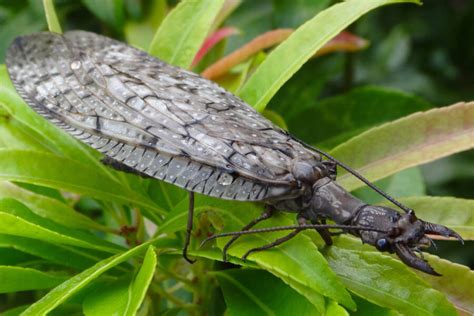 Dobsonfly Adults Are All Bark And No Bite
