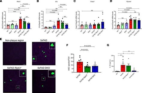 Jci Insight Role Of The Caspase 8ripk3 Axis In Alzheimers Disease