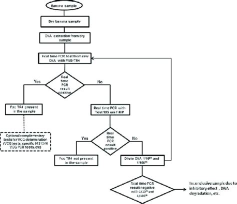 Decision Flowchart For Pcr Detection Of Tropical Strains Of Foc Race 4 Download Scientific