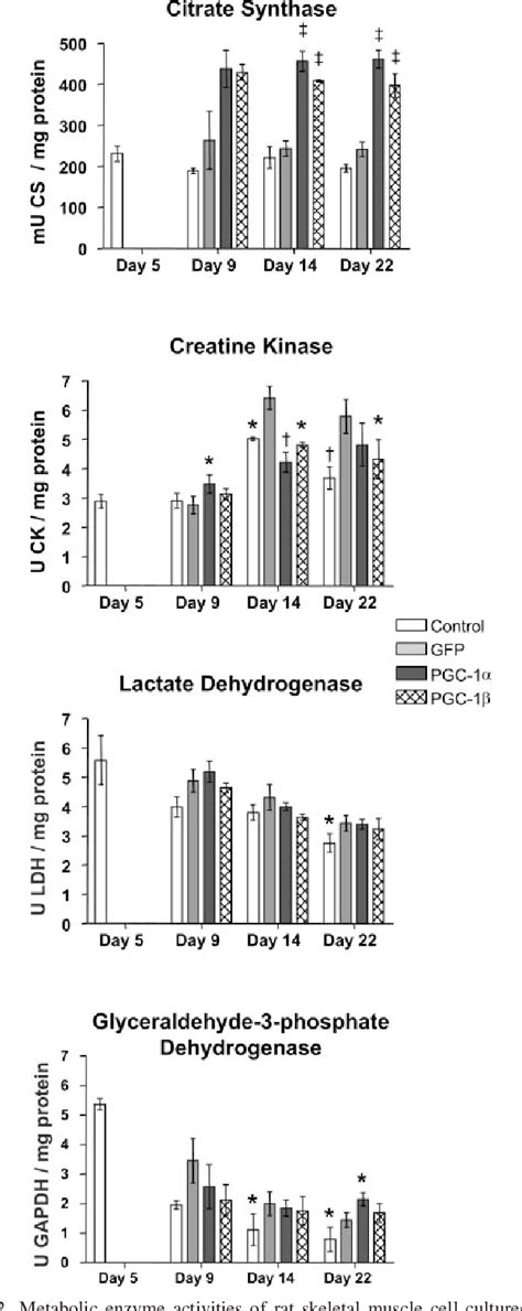 Figure 2 From Pgc 1α And Pgc 1β Have Both Similar And Distinct Effects On Myofiber Switching