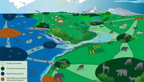 Iucn Guidelines For Conserving Connectivity Through Ecological Networks And Corridors