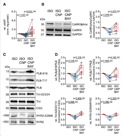 Cnp C Type Natriuretic Peptide Reduces Iso Induced Intracellular Camp Download Scientific