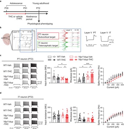 Synergistic Reduction In Intrinsic Excitability In Pt Neurons Produced