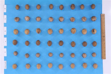 How Can I Split Roi To Multiple Rois In Imagej Researchgate