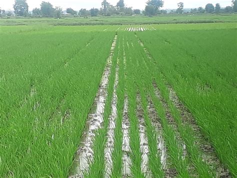 အောင်လံမြို့နယ်တွင် Cerp မျိုးစေ့ထုတ် မိုးစပါး ၃၈၀ ဧက စိုက်ပျိုးပြီးစီး