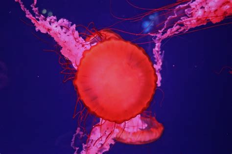 Aesthetic Flavoured On Tumblr