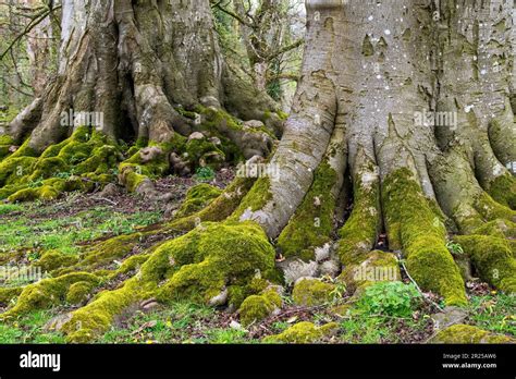 Two Beech Trees Growing Next To Each Other With Their Beautiful Root