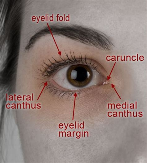 Structure Of Eye Face Anatomy Eyes Face