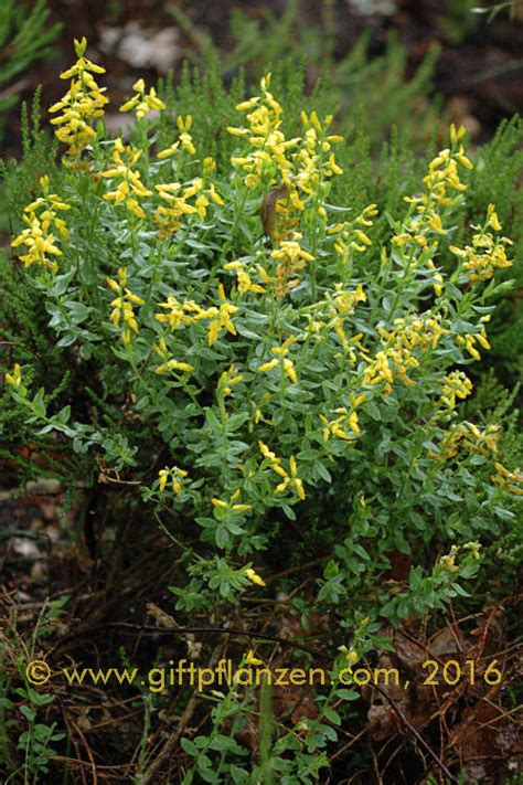 Deutscher Ginster (Genista germanica) im GIFTPFLANZEN.COMpendium - www ...