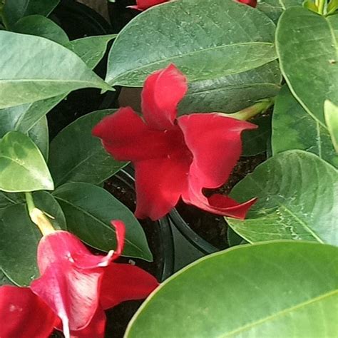 Продаж квітів🌺Квітковий Рай в Україні 🌺 Крамниця квітів