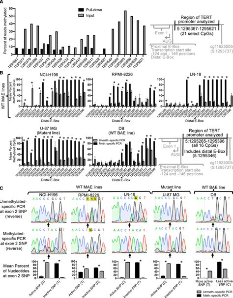 Decreased Tert Promoter Methylation Associates With Histone Marks Of
