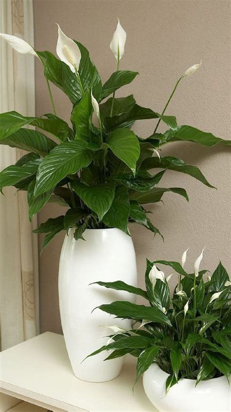 40 Beautiful Indoor Plants To Transform Your Home Artofit