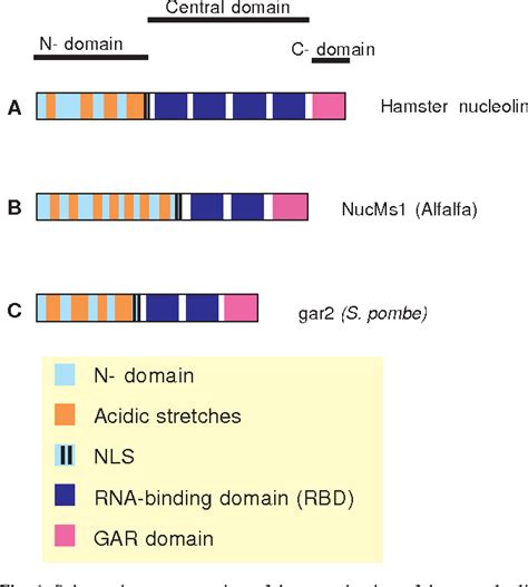 Table 1 From Structure And Functions Of Nucleolin Semantic Scholar