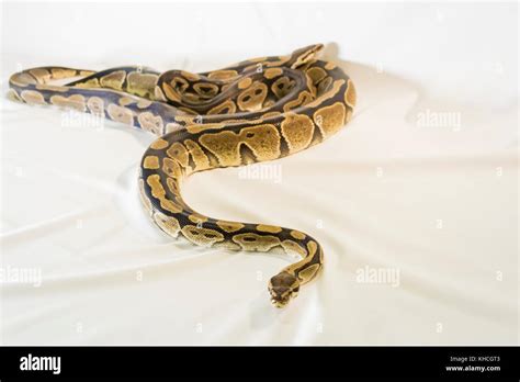 Royal Or Ball Python Snake Isolated On White Background Stock Photo Alamy