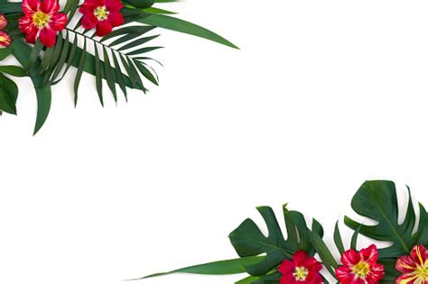 열대 지방의 나뭇잎 야자수 몬스테라 빨간색 노란색 꽃 흰색 배경에 텍스트를위한 공간이있는 프레임 평면도 평평한 위치 0명에 대한 스톡 사진 및 기타 이미지 Istock