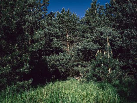 Бесплатные стоковые фото на тему безмятежный биоразнообразия ботаника вечнозеленый дерево