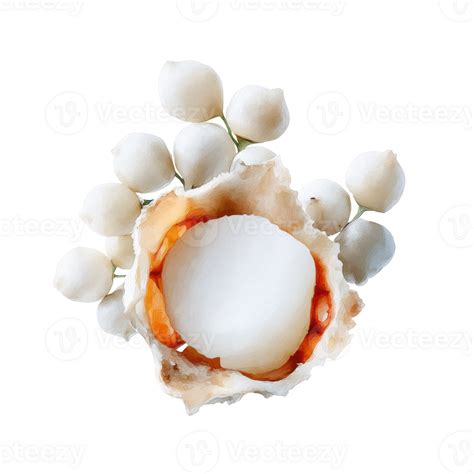Watercolor Fresh Lychee Fruit Peeled Open To Reveal Its Juicy White