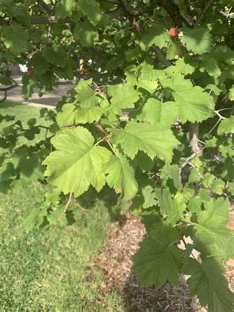 Treefruit Id Rforaging