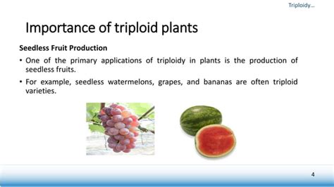 Triploidy Pptx Gardening Home And Garden