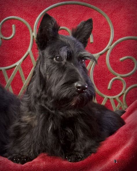 Scottish Terrier Scottish Terrier Scottie Terrier Scottish Terrier