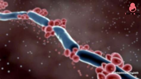 Yeast Infection Causes Symptoms And Treatment Options