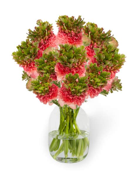 Ranunculus Novelties Cut Flower Green Works Specialist In Ranunculus